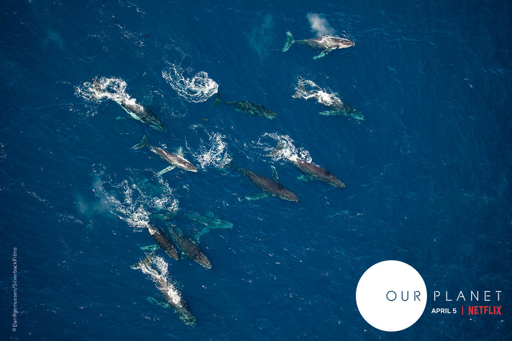 How was Netflix’s Our Planet made? – Wild Films Ltd